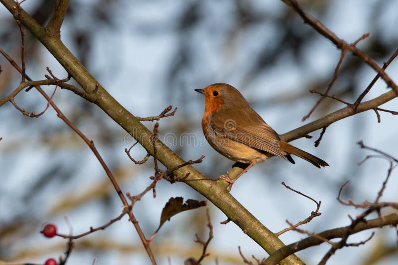 Perched Robin Looking Towards the Left Stock Image - Image of breast ...