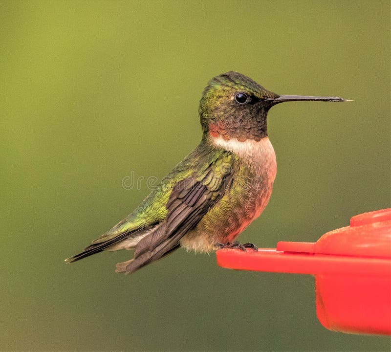 Ruby Throated Hummingbird Florida Green Stock Photo - Image of ruby ...