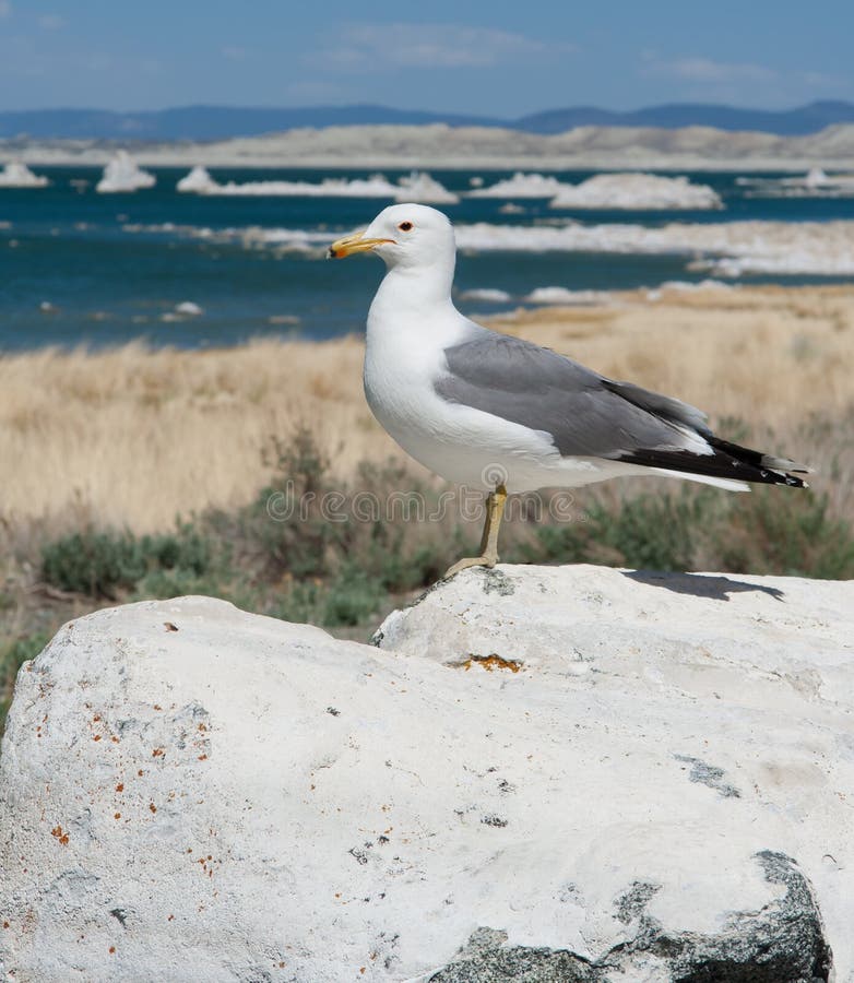 Perched Seagull stock photo. Image of predator, laridae - 27097102