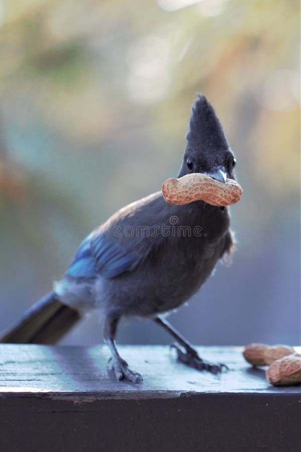 Perched Stellar`s Jay Grasping a Peanut in Its Beak Stock Photo - Image ...