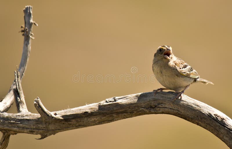 Perched Tweeting Bird stock image. Image of montana, prairie - 41969829