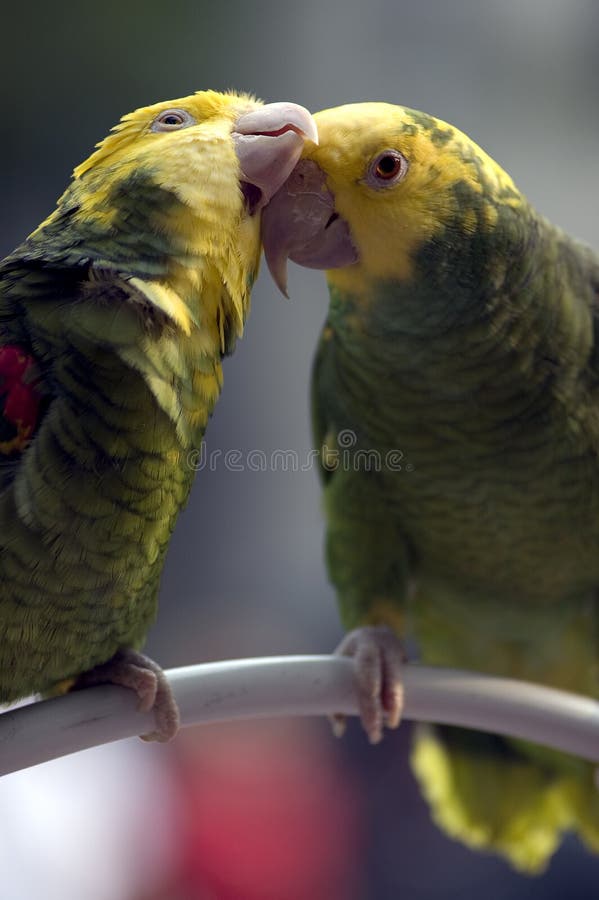 Perched up forever stock photo. Image of parakeets, yellow - 4368268