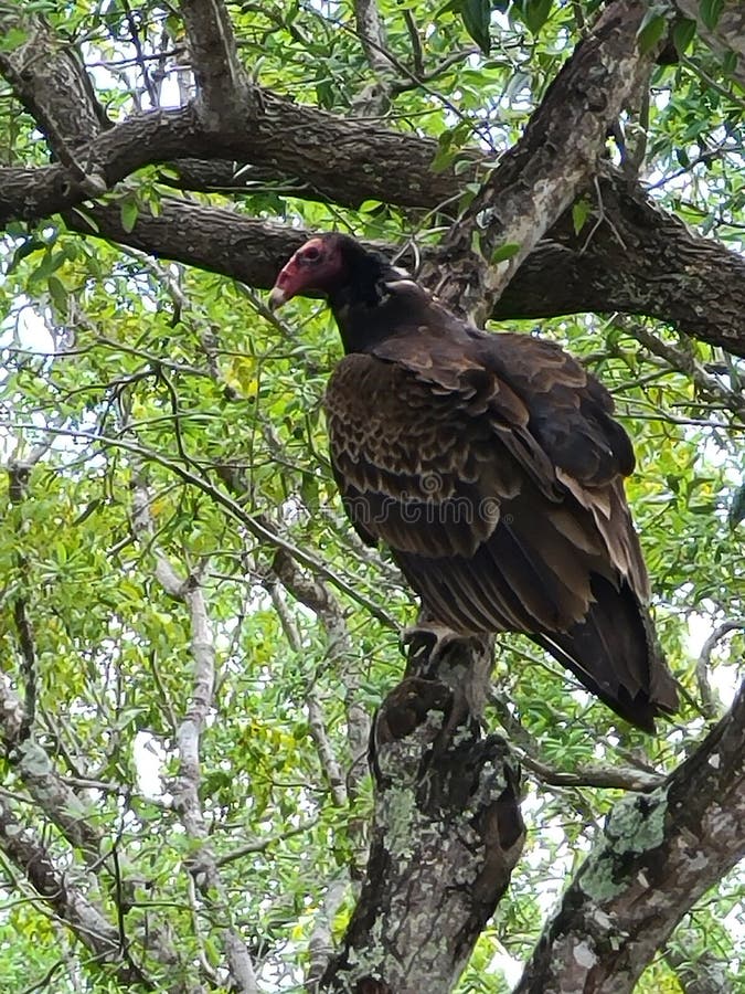 Vulture in a Tree stock photo. Image of park, animal, national - 4799000