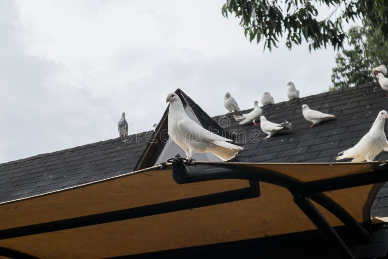 Perched white dove stock image. Image of bird, blue - 265148141