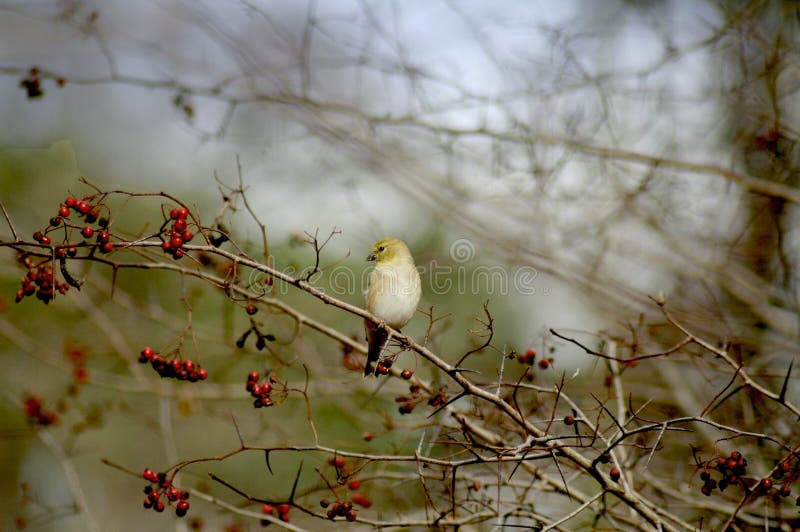 Perched Yellow Finch stock image. Image of countryside - 3463985