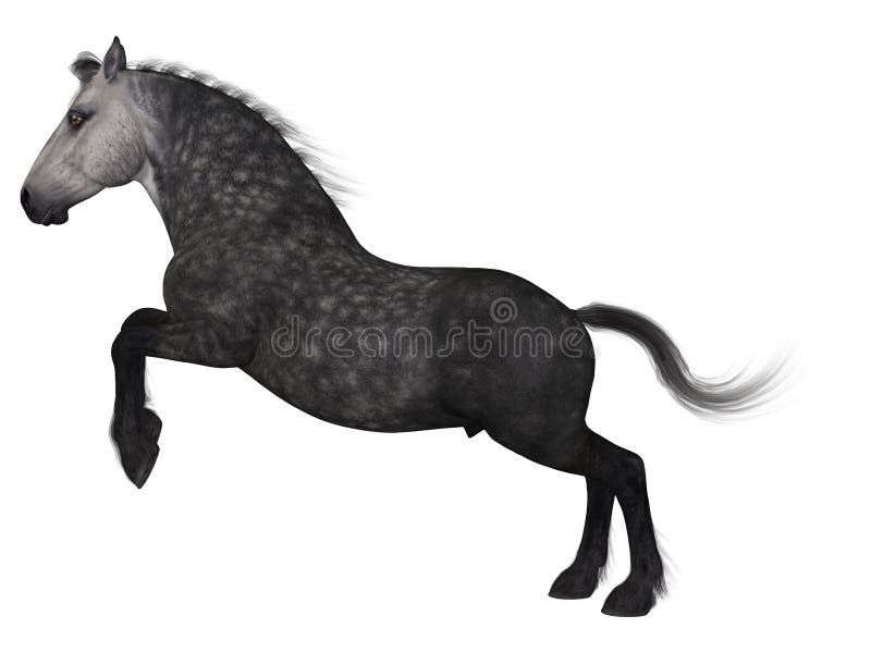 Percheron Draft Horse in Side View on a Purple-grey Background Stock ...