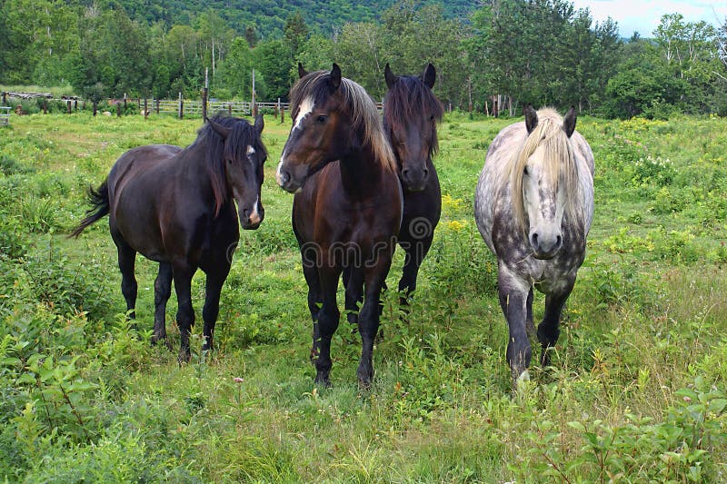 Percheron Draft Horses in a Field Stock Image - Image of percherons ...