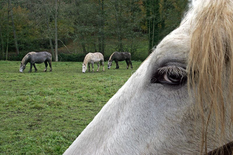 Percheron Draft Horses, a French Breed, Close Up of Eye Stock Photo ...