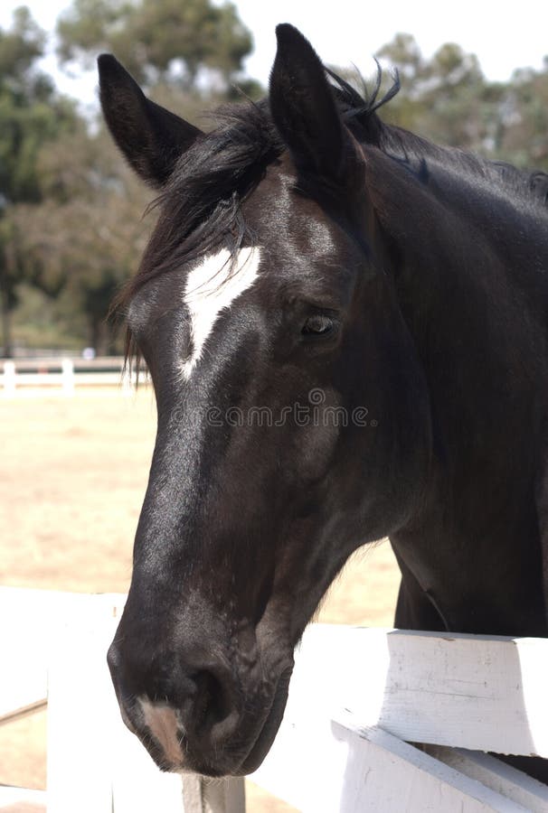 Percheron Horse stock image. Image of percheron, training - 5302225