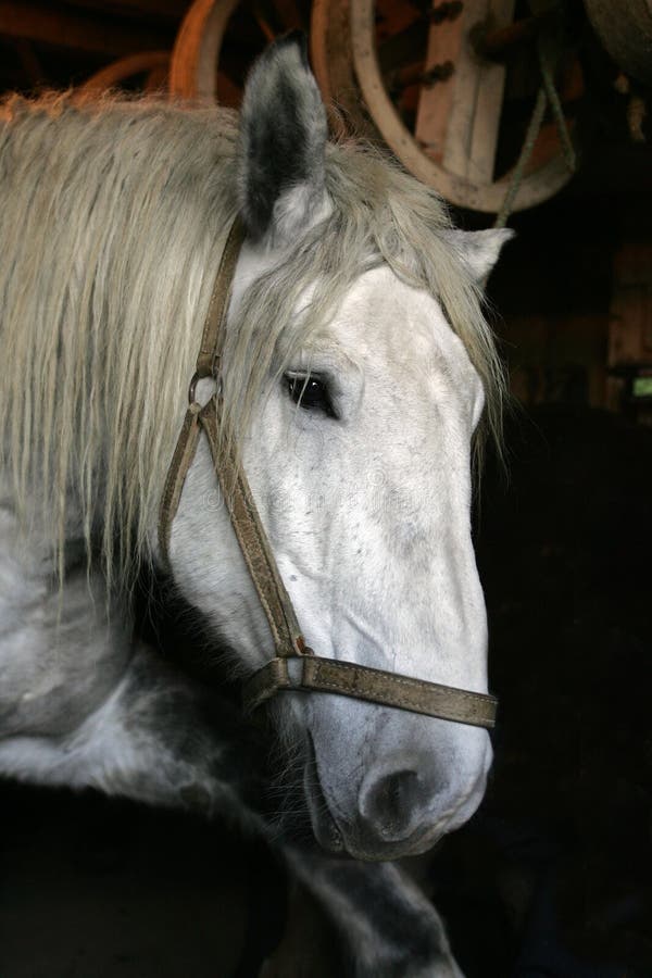Percheron Horse with Halter, a Draft Horse from France Stock Image ...