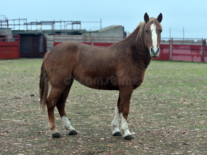 Young Percheron Draft Horse Stock Photo - Image of purebred, outdoors ...