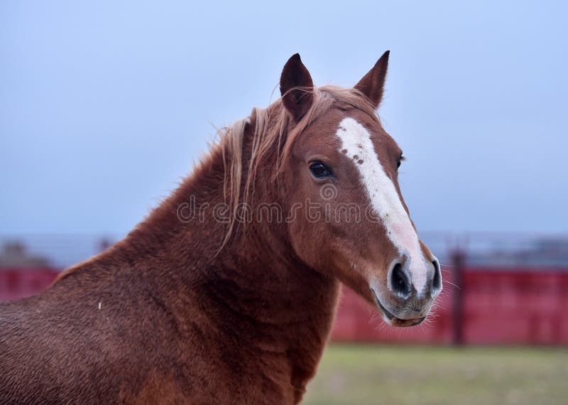 Percheron Horse Running in Spain Stock Image - Image of mammal, green ...