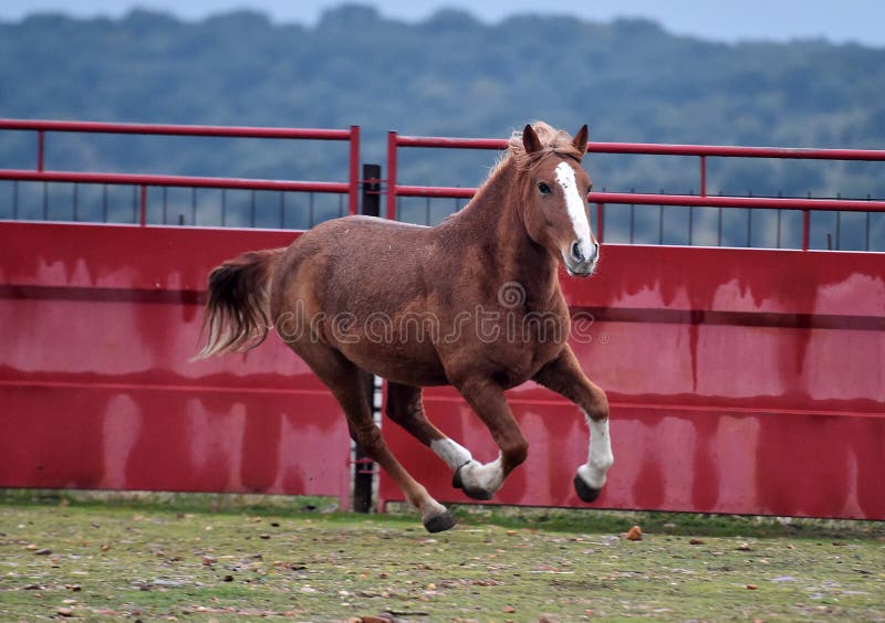 Percheron Horse Running in Spain Stock Image - Image of nature, mane ...