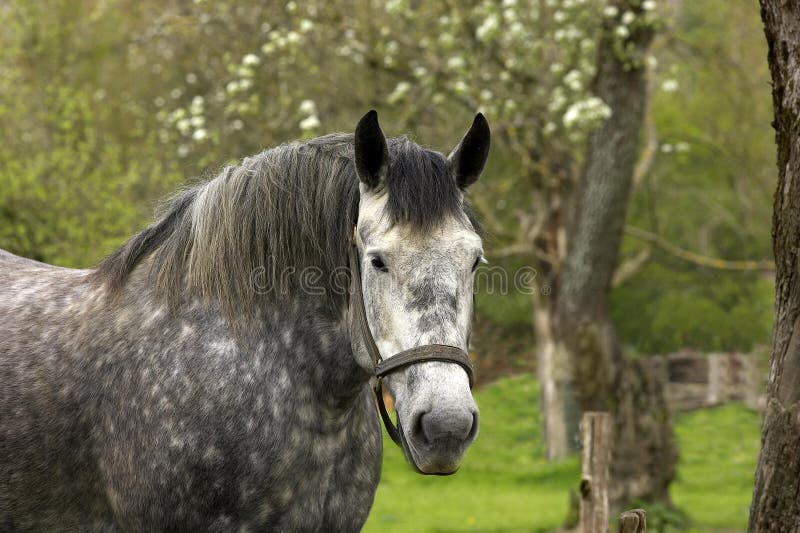 Cavallo Da Tiro Francese Del Percheron Sull'azienda Agricola Fotografia ...