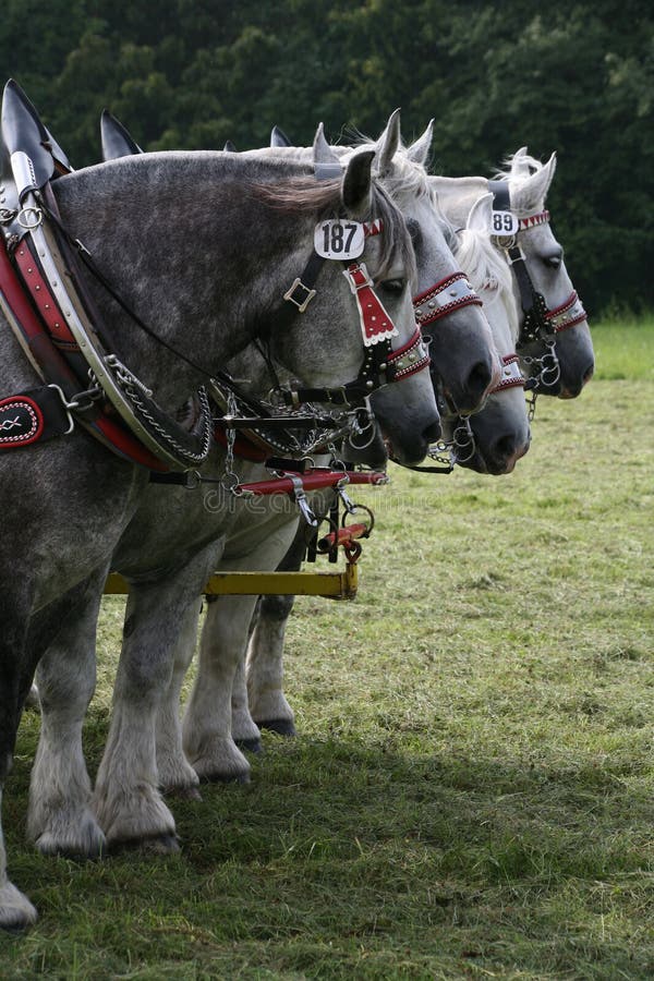 1,233,000+ Percherons Free Stock Photos - StockFreeImages