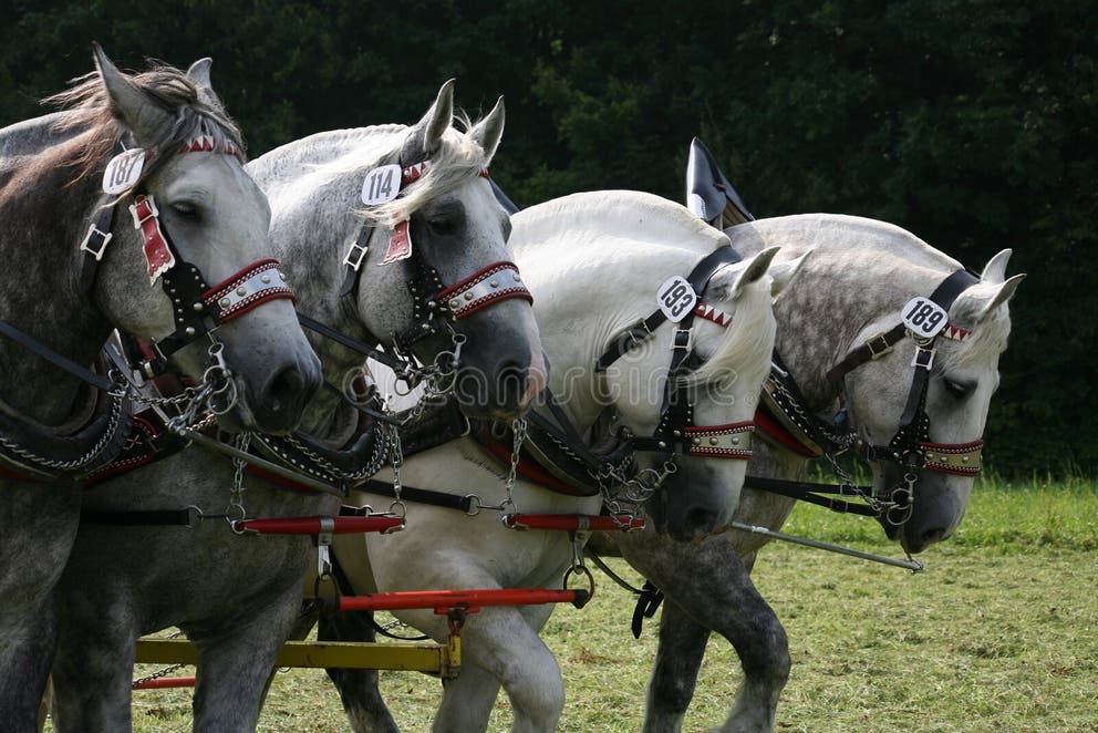 Percherons stock photo. Image of agriculture, horse, blood - 8033394