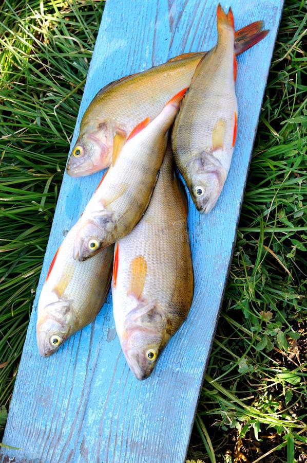 Perches stock image. Image of nature, river, catch, head - 25773717