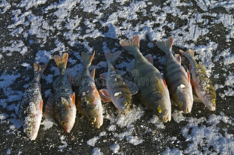 Perches on the ice. stock photo. Image of fishing, winter - 28475620