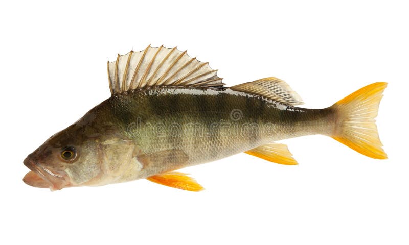 Perca, Pesce Predatore Del Coldwater, Perca Fluviatilis, Nascondentesi ...