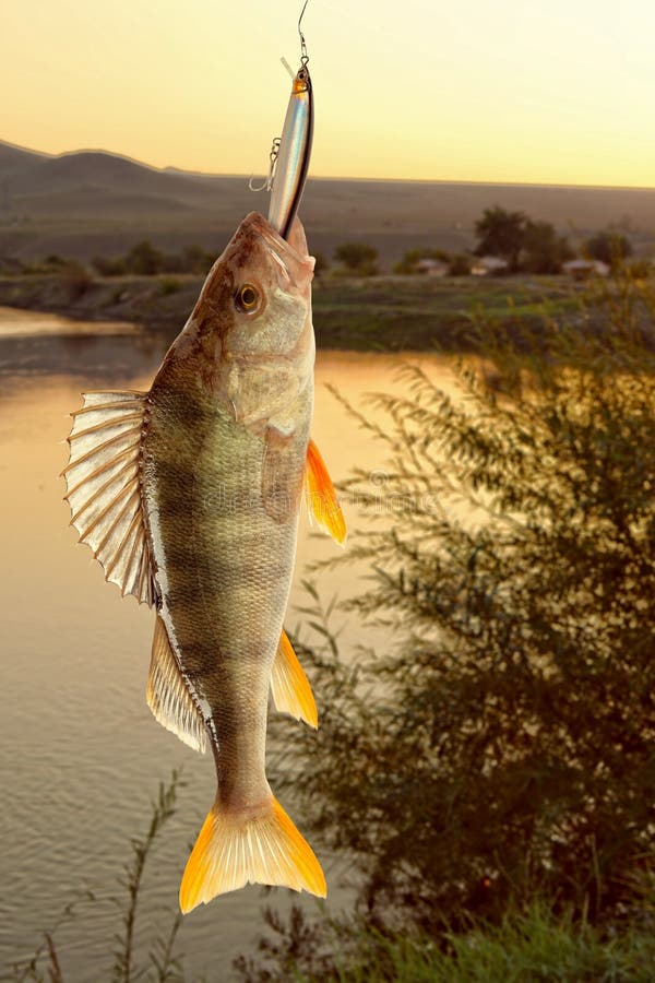 Perca Fluviatilis, Perca, Vista Predatore D'acqua Dolce Del Primo Piano ...