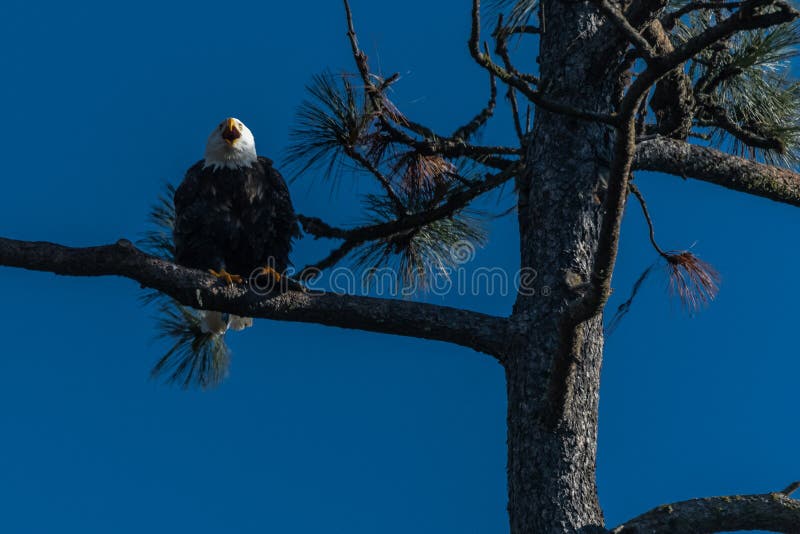 Perching Bald Eagle stock photo. Image of flying, accipitridae - 187559800