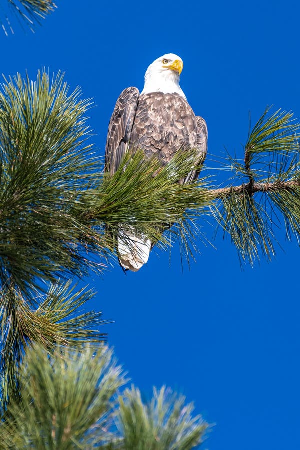 Perching Bald Eagle stock image. Image of washington - 191330913