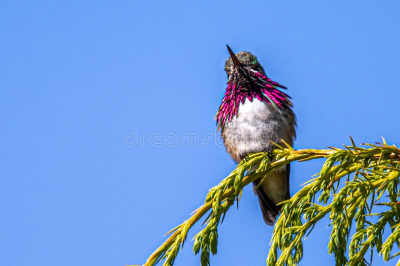 Perching Calliope Hummingbird Stock Image - Image of small, animal ...