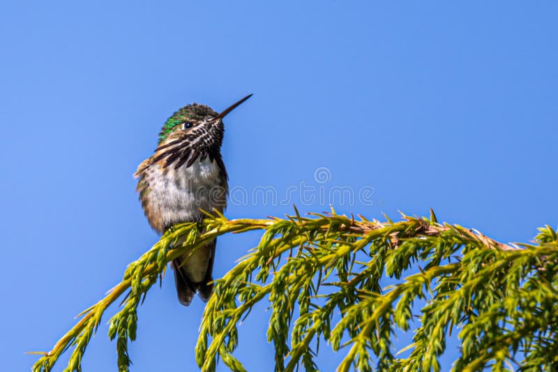 Perching Calliope Hummingbird Stock Photos - Free & Royalty-Free Stock ...