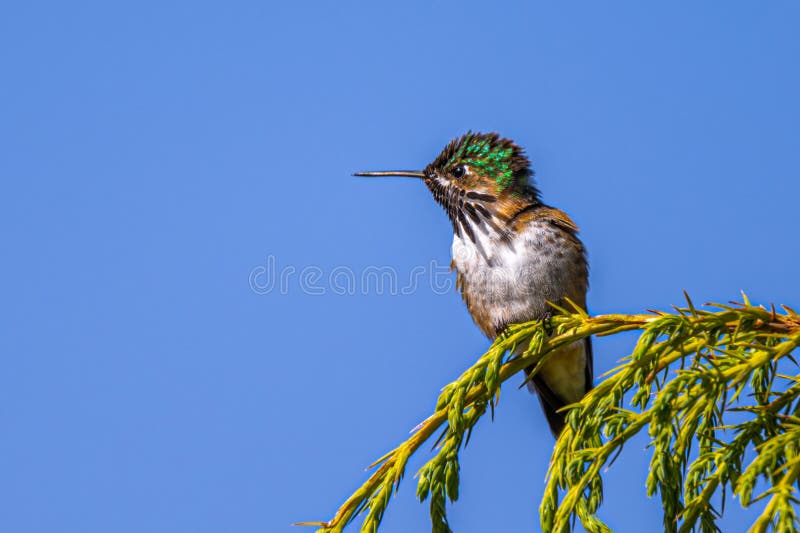 Perching Calliope Hummingbird Stock Photo - Image of cherry, perched ...