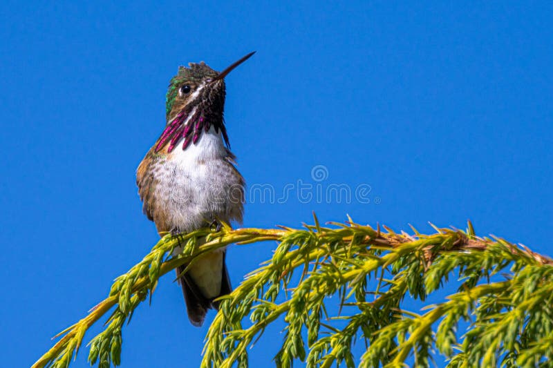 Perching Calliope Hummingbird Stock Image - Image of america, branch ...
