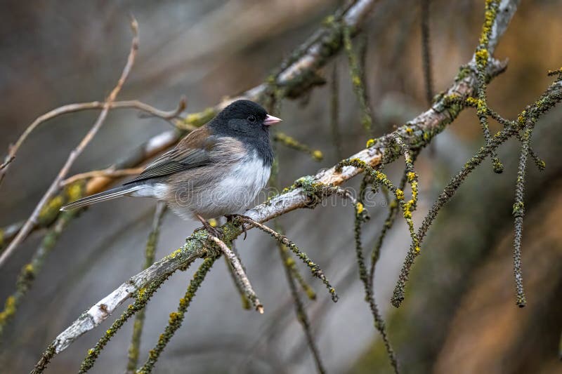 Perching Dark-eyed Junco stock photo. Image of wildlife - 272096780