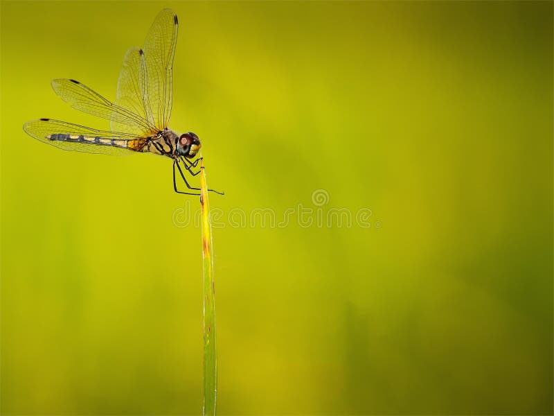 Perching dragonfly stock image. Image of insect, dragonfly - 42895719