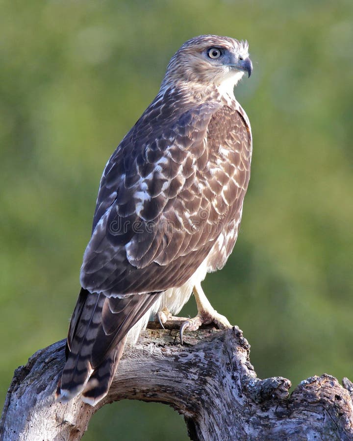 Perching Hawk stock photo. Image of orchard, brown, wildlife - 80577380