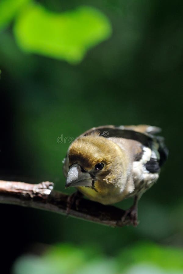Juvenile hawfinch stock image. Image of conifer, hawfinch - 37482793