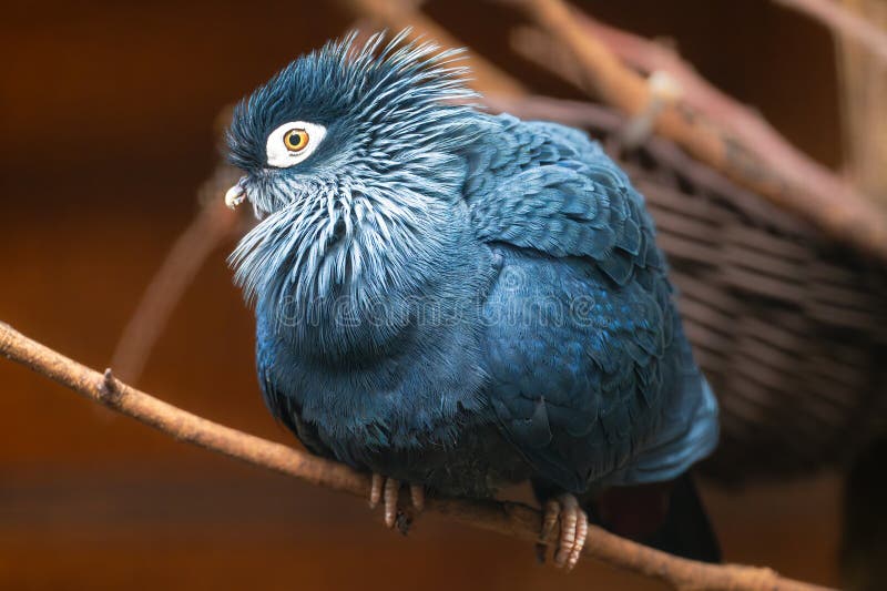 Perching Madagascar Blue-Pigeon Stock Image - Image of nature, roost ...