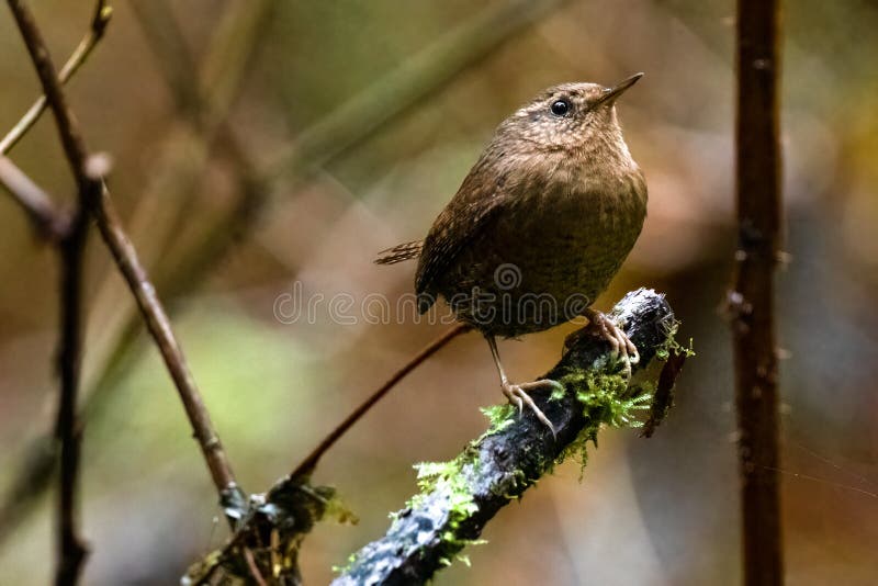 Perching Pacific Wren stock photo. Image of songbird - 204417746