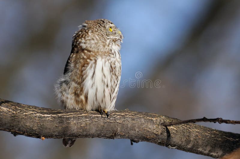 Perching Pygmy Owl in Spring Stock Photo - Image of fowl, feather: 60631464