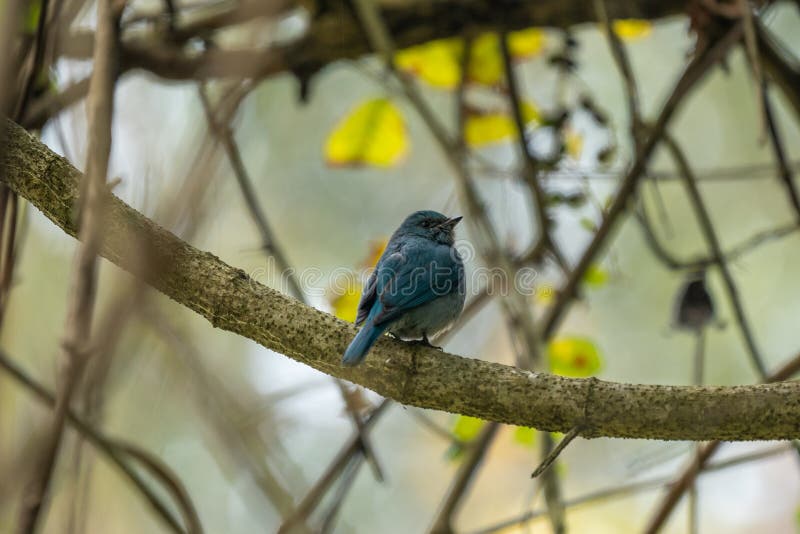 Perching Verditer Flycatcher Stock Photo - Image of feather, wildlife ...