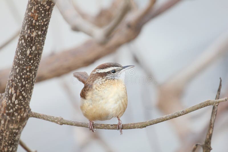Perching wren stock image. Image of cute, alert, model - 59610681