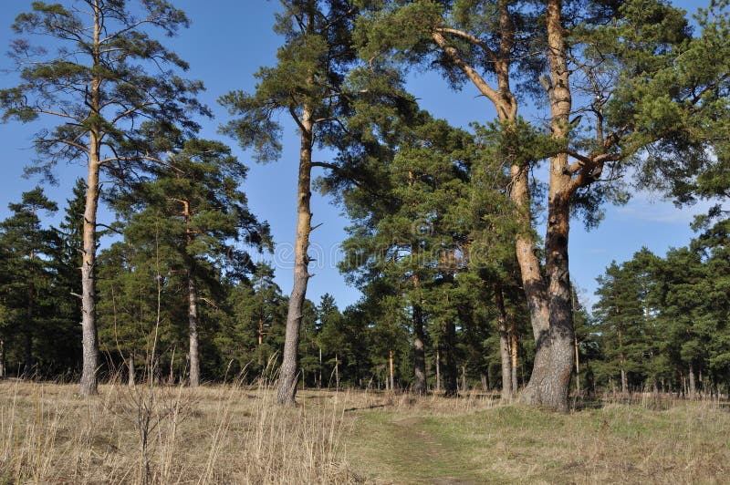 Sentiero Nella Foresta Primaverile Immagine Stock - Immagine di ...