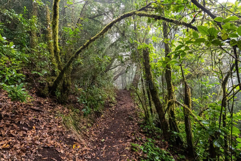Percorso in Una Foresta Umida E Umida Immagine Stock - Immagine di ...