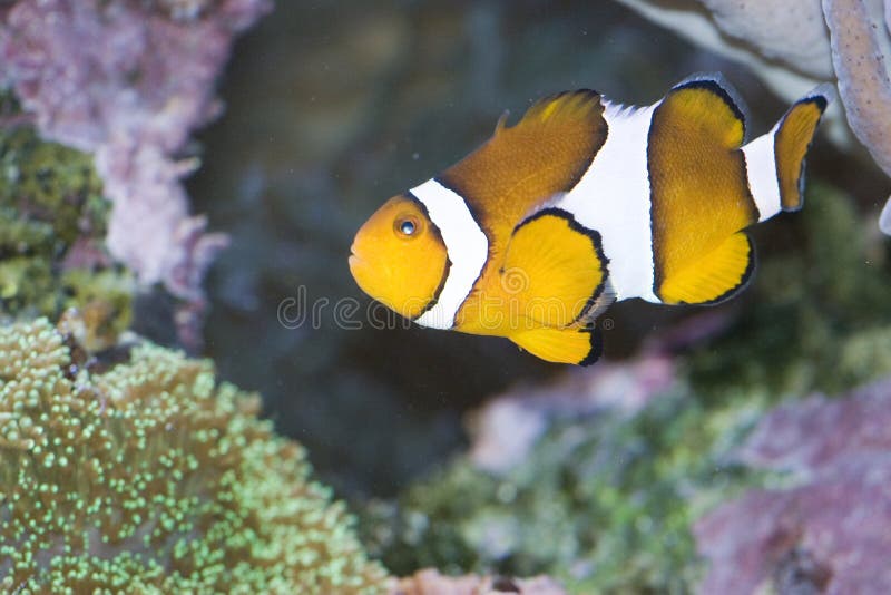 Percula Clownfish stock photo. Image of percula, aquarium - 370374