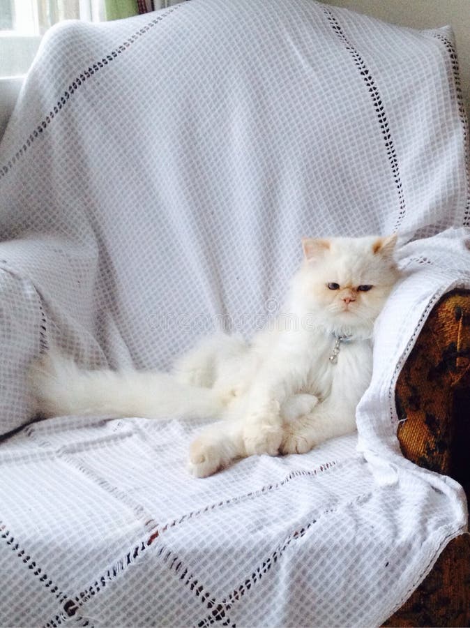 Percy stock photo. Image of white, himalayan, percy, birman - 47800058