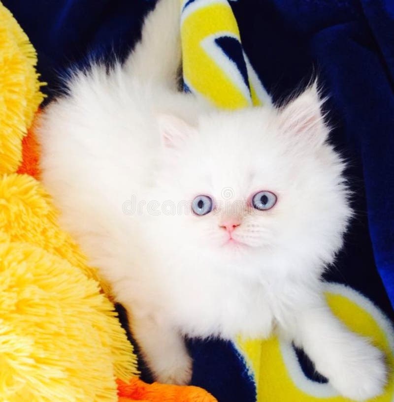Percy stock photo. Image of white, animal, birman, himalayan - 47889676