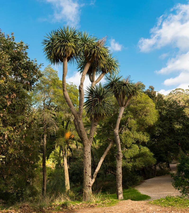 Perdicaris Park in Tangier, Morocco Stock Photo - Image of tangier ...