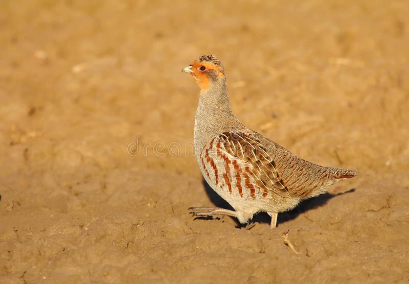 Passeggiata Selvaggia Della Pernice Su Neve Bianca Uccello Della Fauna ...