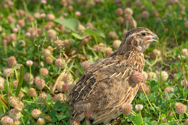 Perdiz imagen de archivo. Imagen de aves, joven, pollo - 10046485