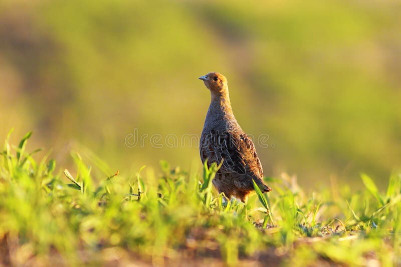 Perdiz Cinzenta, Perdix Do Perdix, Pássaro Que Senta-se Na Grama Verde ...
