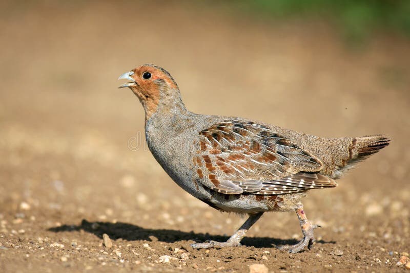 Grey Partridge, Perdix Del Perdix, Aislado En El Fondo Blanco Imagen de ...