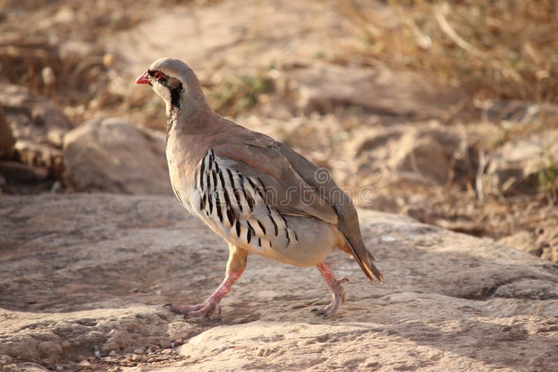 Perdiz De Roca; Perdiz Griega Imagen de archivo - Imagen de madre, raro ...